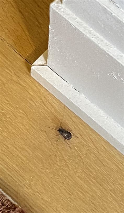 Found A Small Bug The Size Of A Penny During A Final Walkthrough Before