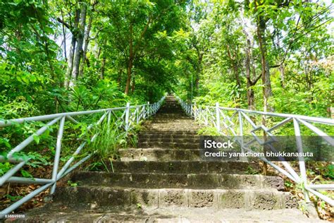 숲에서 높은 가파른 시멘트 계단 산 꼭대기로 이동 합니다 0명에 대한 스톡 사진 및 기타 이미지 0명 건축 계단 Istock