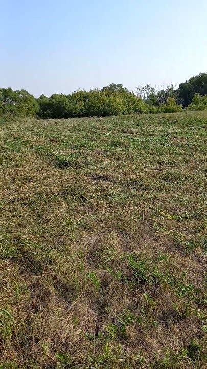 Бабушка спит а у нее косят 😅Такая жизнь у нас в деревне Youtube