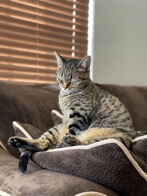 Standard Issue Supermodel R Standardissuecat