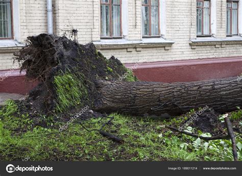 Hurricane In Moscow Knocked Down Trees Stock Photo Elenarostunova 189011214