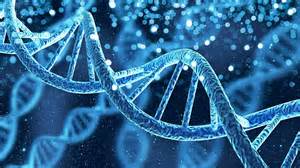 Sex Determination Dna And Inheritance Wjec Gcse Biology Single
