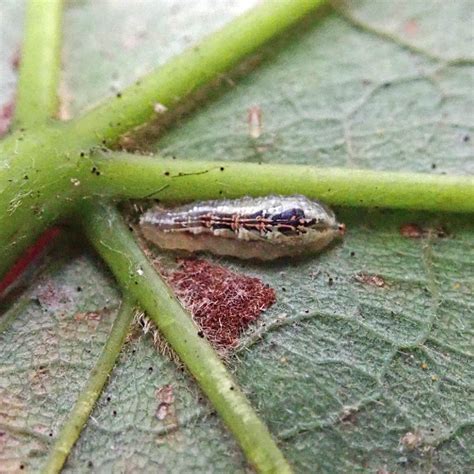 Syrphus Hoverfly Larvae Earthstar