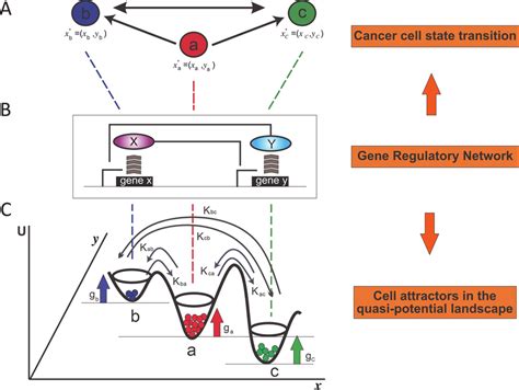 Schematic Illustration Of A Cell Population Dynamics With Three Download Scientific Diagram