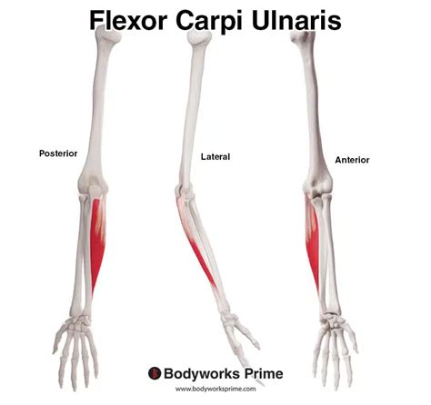 Flexor Carpi Ulnaris Muscle Anatomy Bodyworks Prime