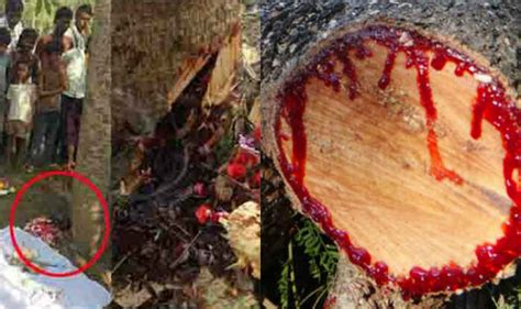 Tree secretes blood इस पड स नकलत ह खन India com