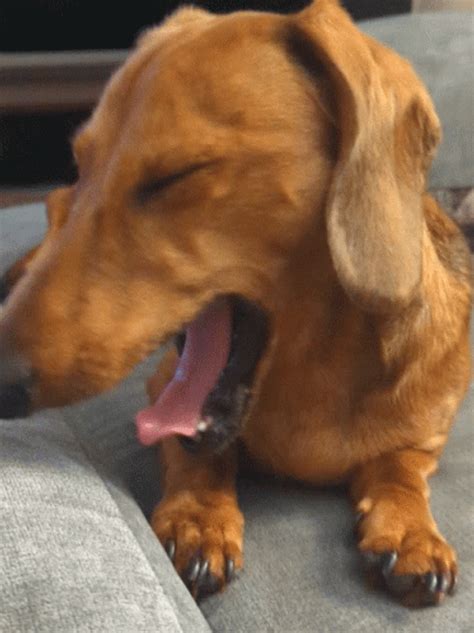 Yawning S