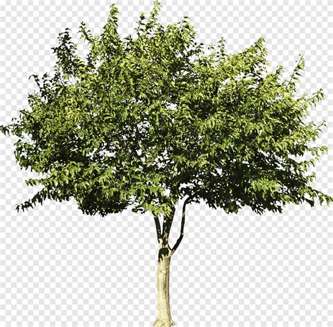 Sycamore Maple Tree Shrub Citrus Graphy Bush Maple Branch Png PNGEgg