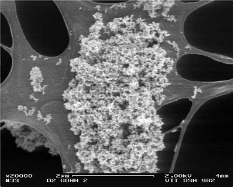Sem Micrograph Of Tio 2 Agglomerate Particles Download Scientific