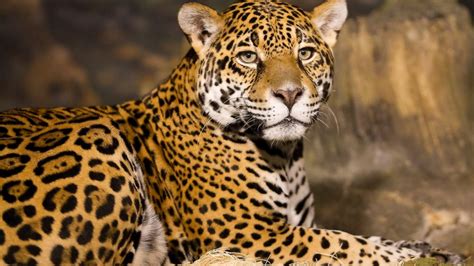Leopard Wallpaper 78 Pictures Wallpaperset