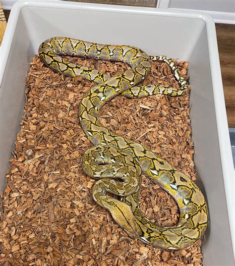 100 Kalatoa Super Dwarf Reticulated Python By Nussman Reptiles