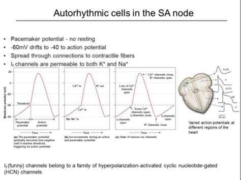 10 Biochemistry Ii Contractility Flashcards Quizlet