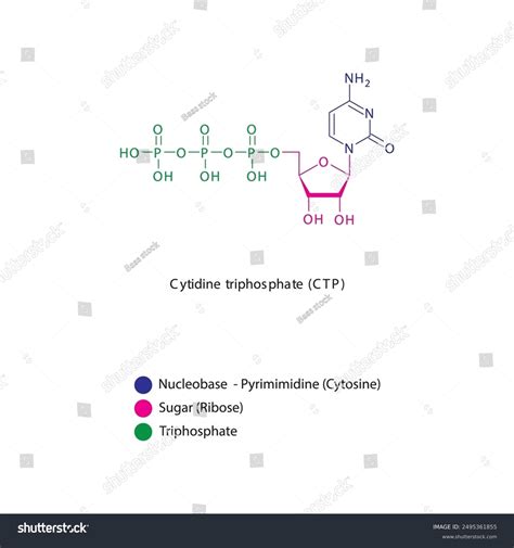 Cytidine Triphosphate Ctp Skeletal Structure Schematic Stock Vector