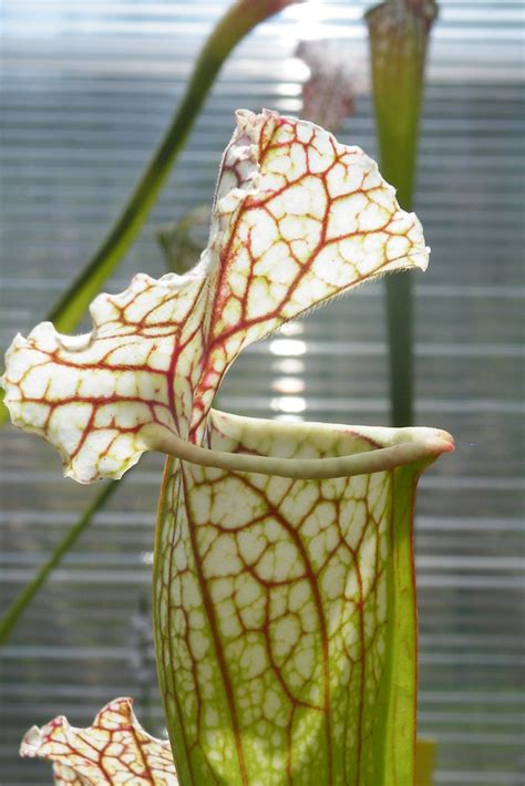 Sarracenia X X Mitchelliana X Leucophylla Photos