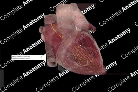 Atrioventricular Node Complete Anatomy