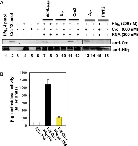 The Association Between Hfq And Crc Requires Rna Binding To The Distal Download Scientific