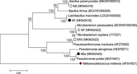 The Phylogenetic Tree Mega6 Software And The Neighbor Joining Method Download Scientific