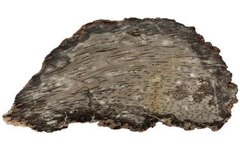 Underwater Fossils Name Rock Chasing