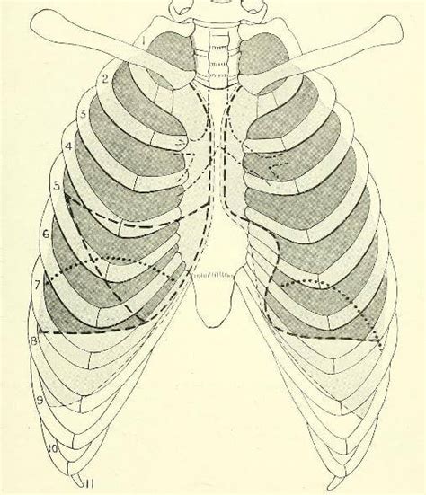 Surface Anatomy Lung