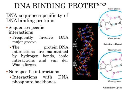 Dna Binding Proteins Pptx Chemistry Science