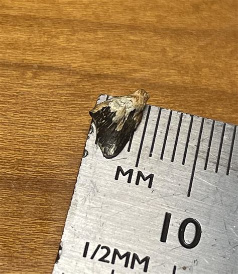 Found This Could Anyone Identify R Fossilporn