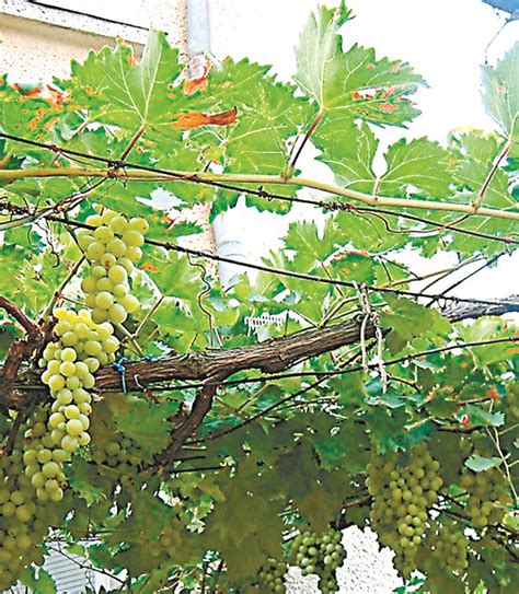 Кои сортове грозде са предпочитани за асма Български Фермер