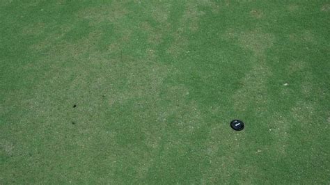 Pythium Root Rot In Turf NC State Extension Publications