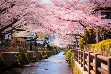 春季盛开的樱花公园高清图片下载 正版图片600556329 摄图网