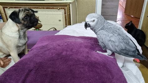 Говорящий попугай ругается на кота Попугай ругается на хозяина Попугай говорит с хозяином Youtube