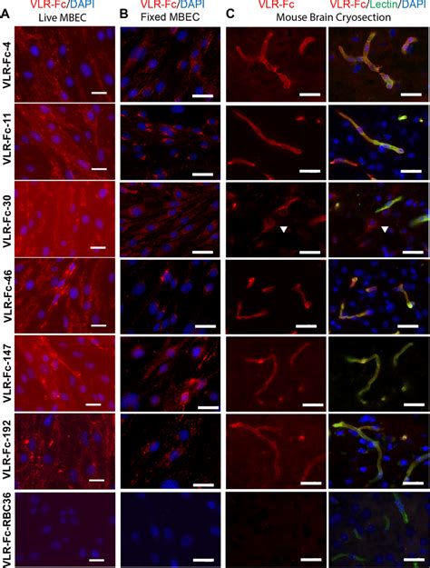 Bbb Binding Profiles For Individual Vlr Clones Vlrs Were Produced As