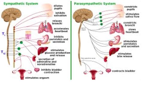 Where Is The Somatic Nervous System Located Difference Between