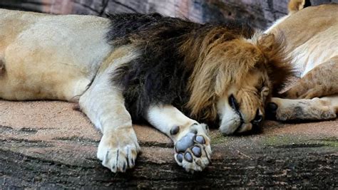 Lions Have Sex They Mating Stock Footage Video Royalty Free Shutterstock