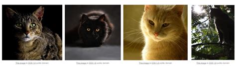 Boost Your Image Classification Model With Pretrained Vgg 16 By Andrii Makarenko Geek