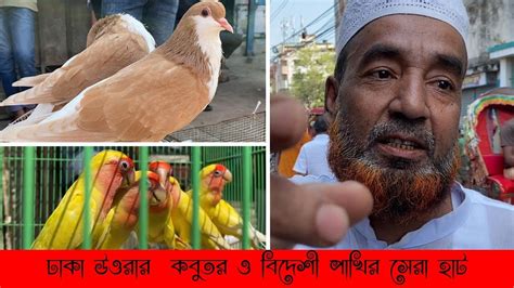 ঢাকা উওরার কবুতর ও বিদেশী পাখির সেরা হাট Youtube