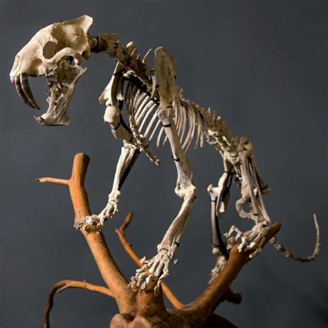 Sabertooth Tiger Fossil Skeleton Skullstore Inc
