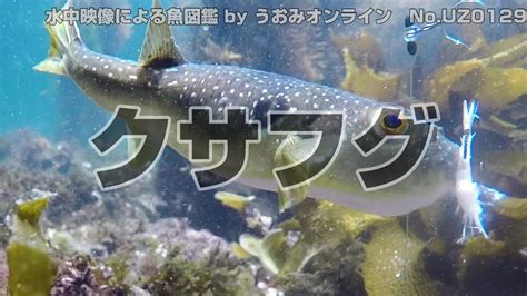 水中映像 魚図鑑クサフグ No UZ0129 YouTube