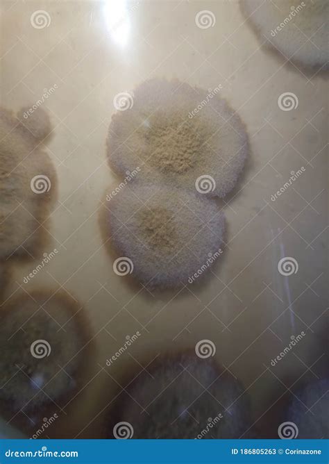 Trichoderma Viridae Young Colonies Stock Image