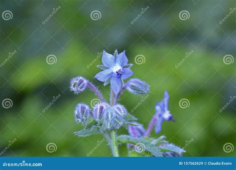 Blue Borage Flowers Borago Officinalis In Green Nature Stock Image