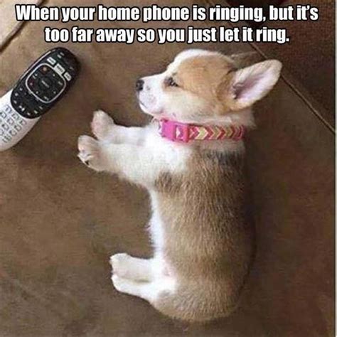 22 Funny Corgis That Are Here To Put A Smile On Our Face