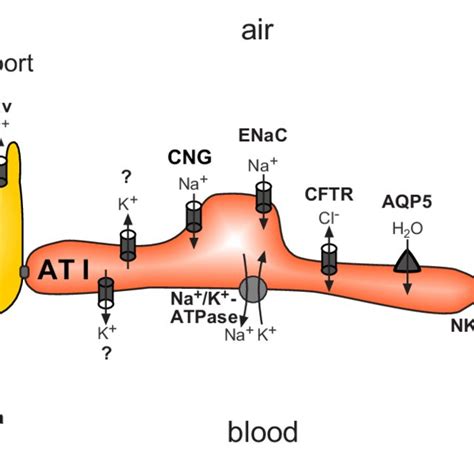 Gas Exchange Can Occur Across The Body Surface Simply By Diffusion Download Scientific
