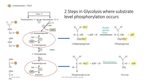 ATP SYNTHASE STRUCTURE ATP SYNTHESIS Pptx