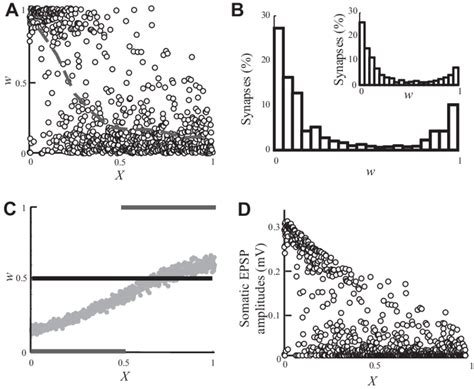 The Problem With Spike Timing Dependent Plasticity STDP In Download Scientific Diagram