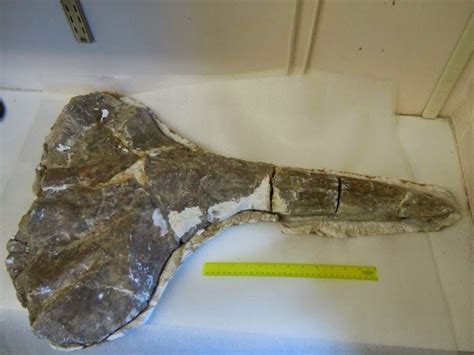 17 Million Year Old Whale Fossil Provides 1st Exact Date For East