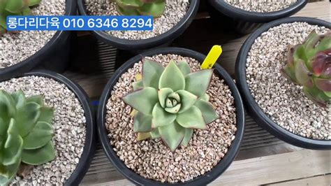 롱다리다육 금다육 창금 특이종 실방 라이브방송 Youtube