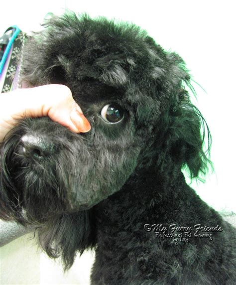 Pet Grooming The Good The Bad And The Furry What Would You Do Matted