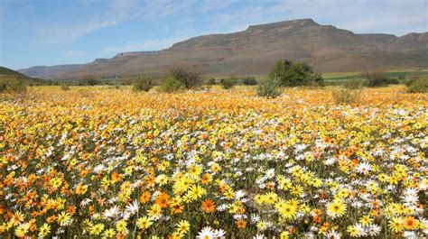 Namaqualand Flower Tours From Cape Town Best Flower Site
