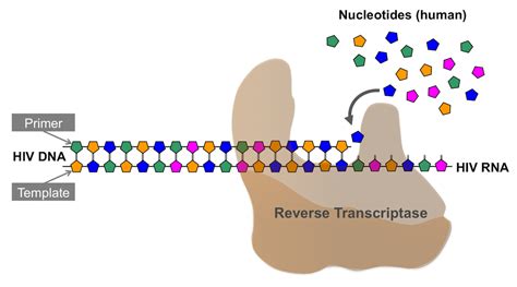 Core Concepts Antiretroviral Medications And Initial Therapy Antiretroviral Therapy