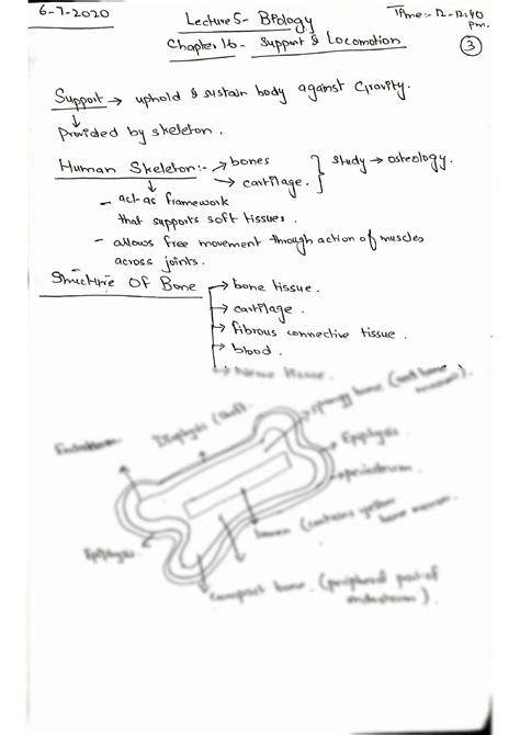 SOLUTION Bones Structure Types Studypool