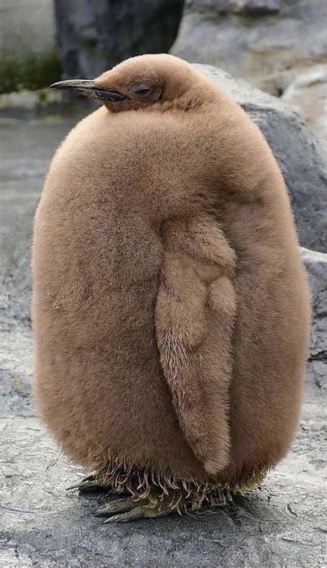 Fat Penguin Like Bird