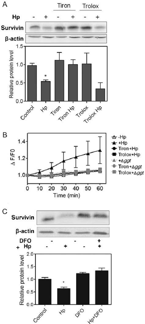 Figure 1 From Helicobacter Pylori Induced Loss Of Survivin And Gastric Cell Viability Is